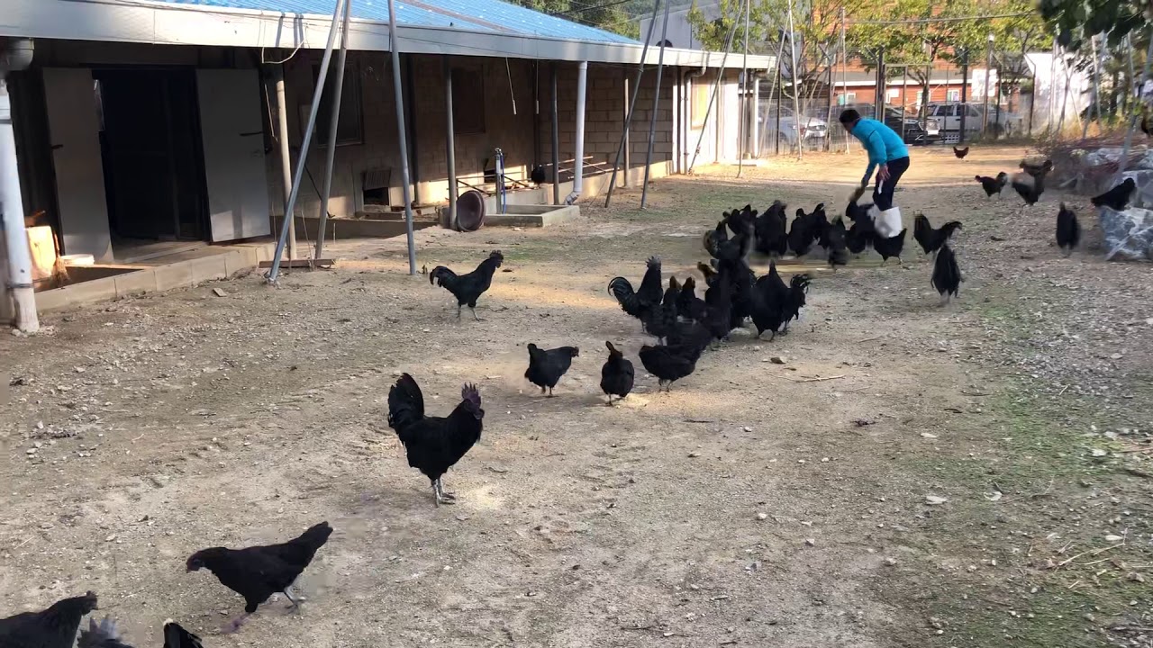 연산오계, Yeonsan Ogye(Black Chicken), Native Korean Chicken - YouTube