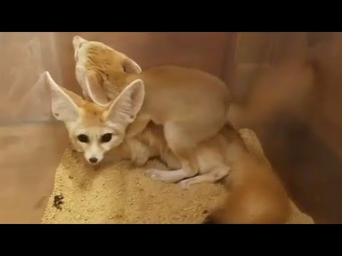 Fennec Fox Kit Sees her Best Friend - YouTube