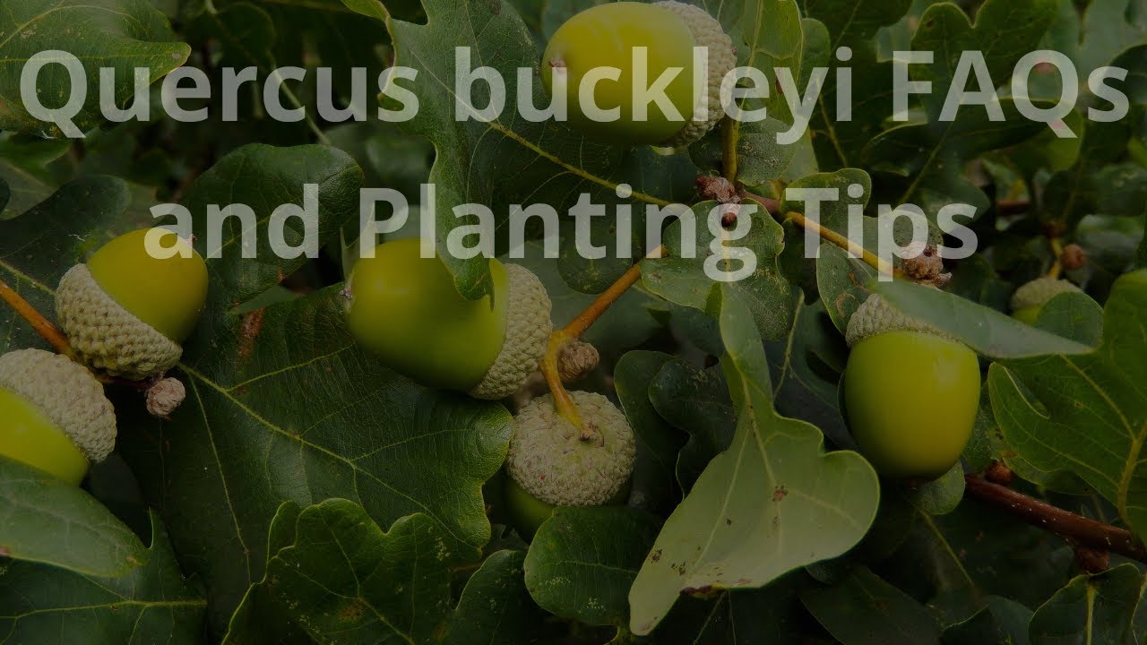 Quercus buckleyi FAQs and Planting Tips - YouTube