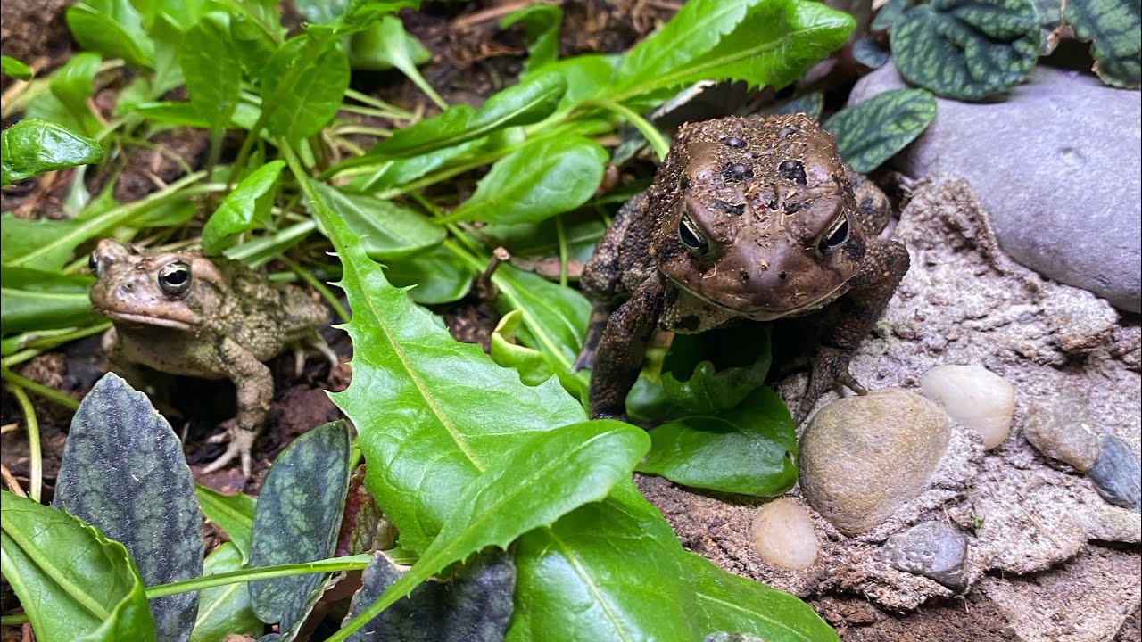 Feeding my Americans toads - YouTube