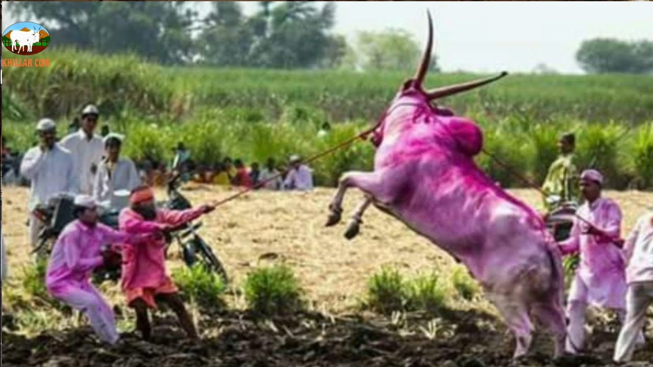 बावधन येथील जातिवंत देखणी खिल्लार बैलं | ट्रेलर | सातारा | Khillar Cow ...