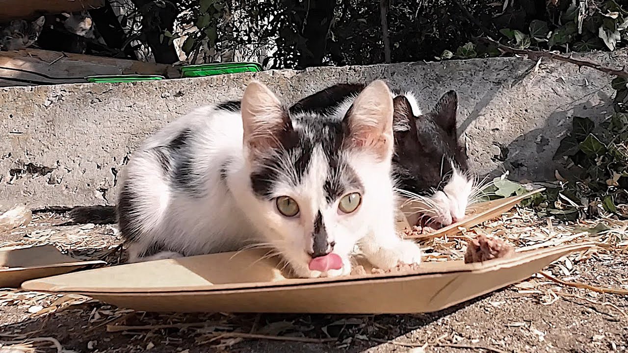 The ginger leader of a pack of stray cats is raising his own ...