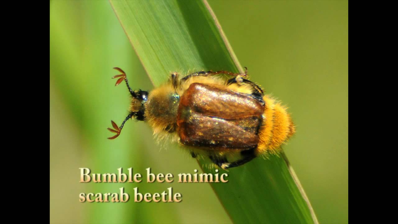 Bumble Bee Mimic Beetle - YouTube