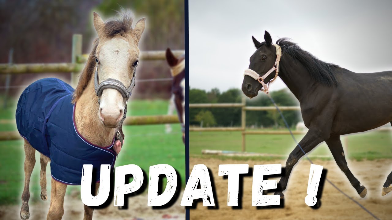 DES NOUVELLES DE MOON ET FENGA ! - YouTube