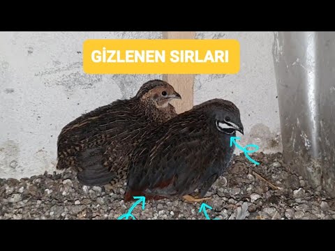 ÇİN BILDIRCIN IRK SITANDARTLARI ? BİLMEDİNİZ ÇOK ŞEY VAR - YouTube
