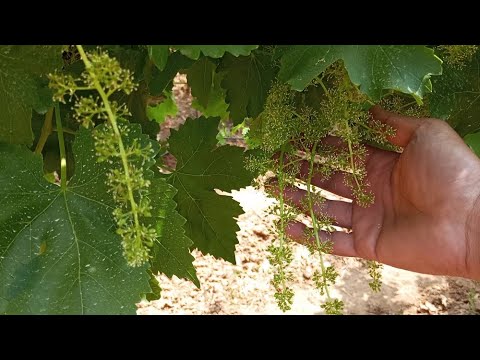 Red Globe üzümüne çiçek döneminde trips ilaçlaması, ilaç atılmazsa üzümler çürür