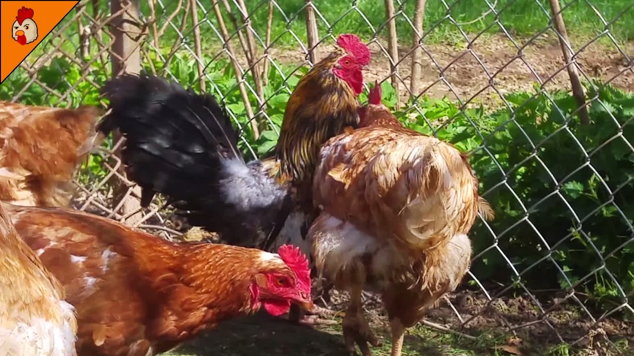Chicken and Rooster Videos - Chicken Videos for Children to Watch - YouTube