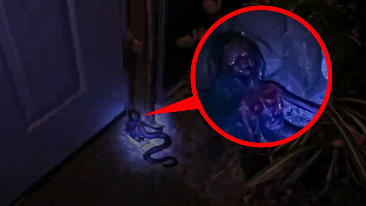 10 Mysterious Creatures Caught On Camera That Shouldn't Be Seen - YouTube