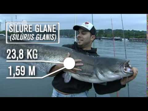 Silure dans le canal de la MEUSE en Belgique [RTBF] Abonnez-vous a ma ...