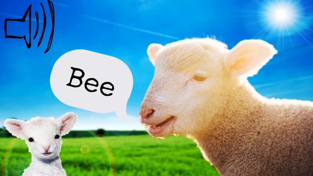 Owca🐑 - Beczenie owcy / Odgłos owcy🔊 - YouTube