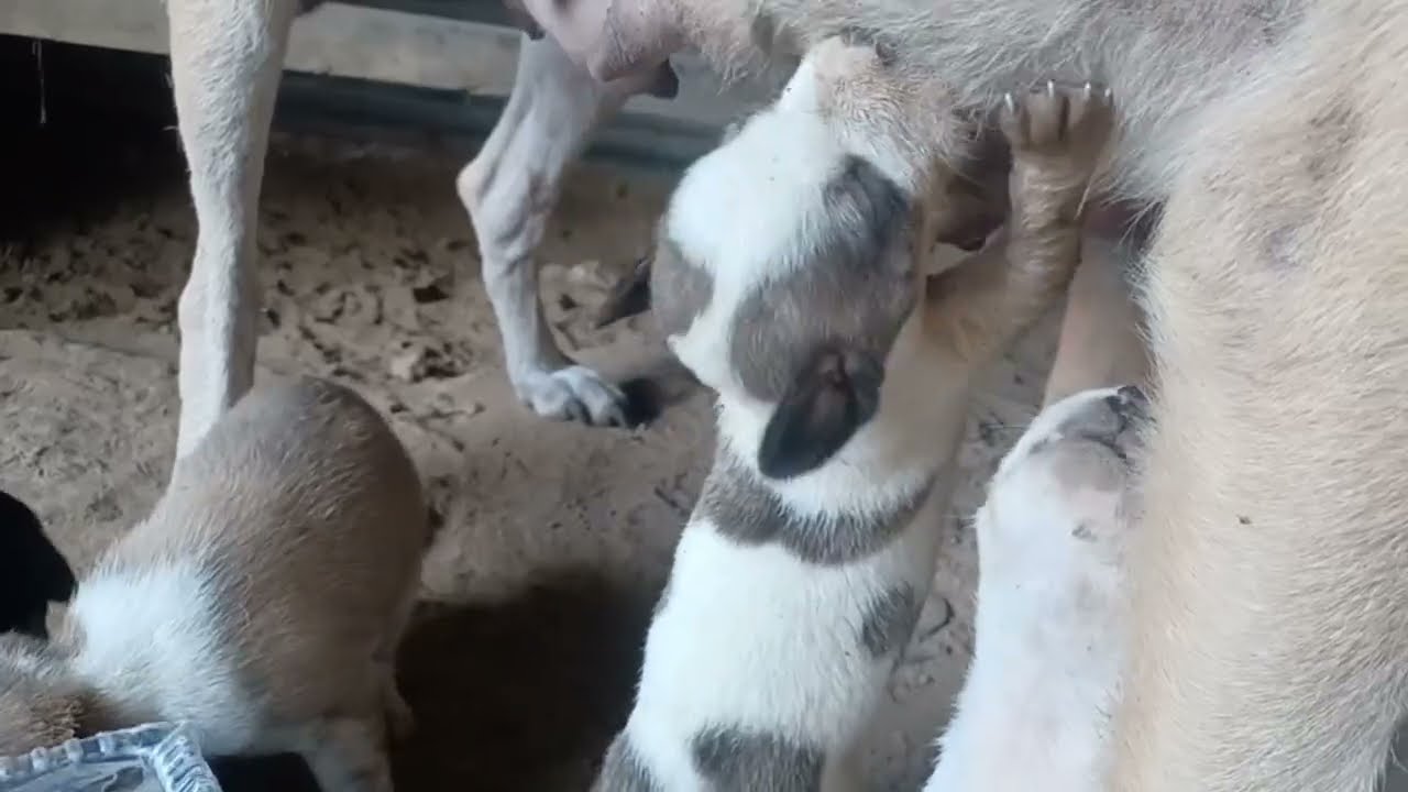 rescue an abandoned puppy, rescue a tiny pet, my pet dog has given ...