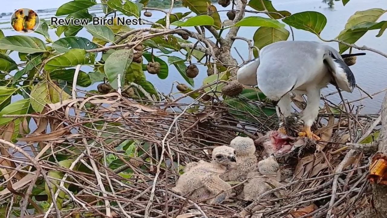 EP19. Black-winged kite birds The mother bird has rat food for her ...