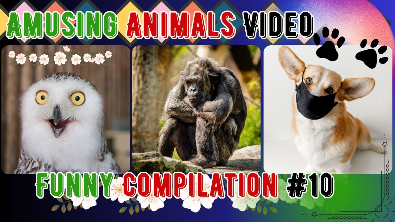 A Wildly Wacky Adventure with Hilarious And Funny Animals! #10 😺🤣😍 ...