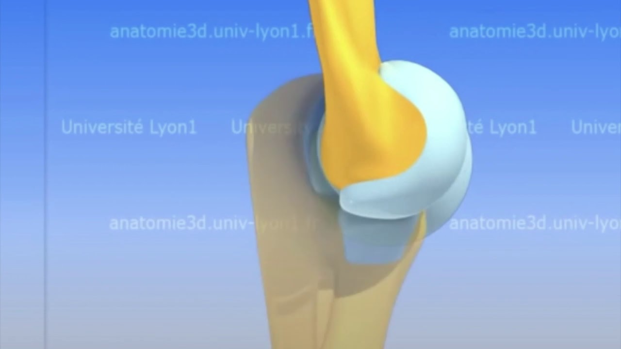 Les articulations - YouTube