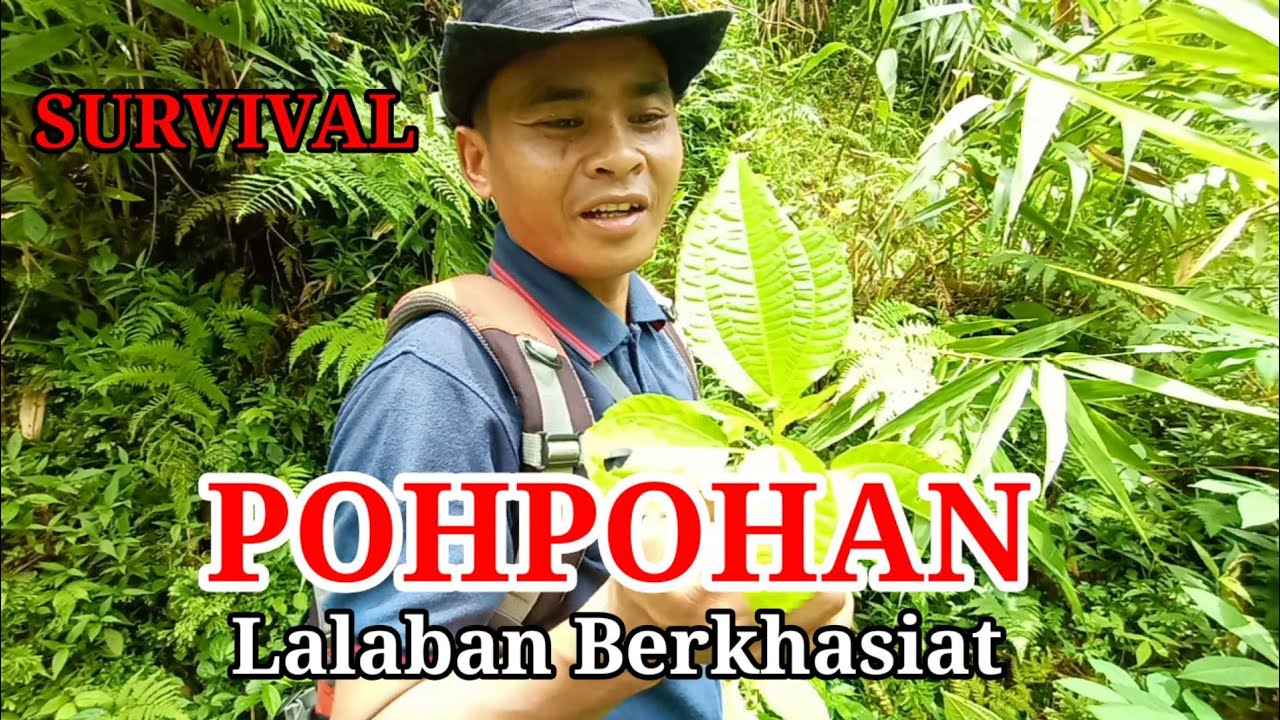 POHPOHAN Tumbuhan yang bermanfaat - YouTube