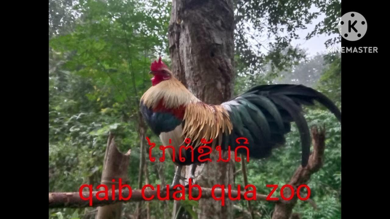 qaib qua zoo - YouTube