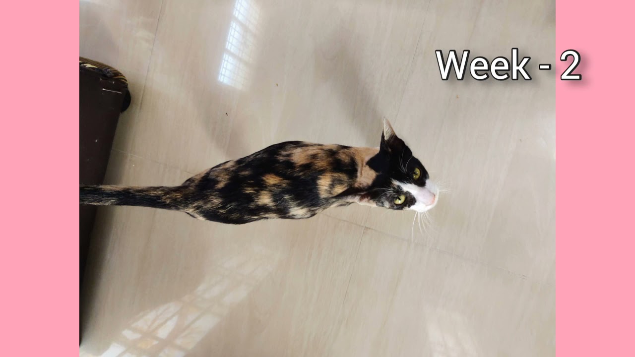 Cat's pregnancy timelapse week 1 - 9. - YouTube