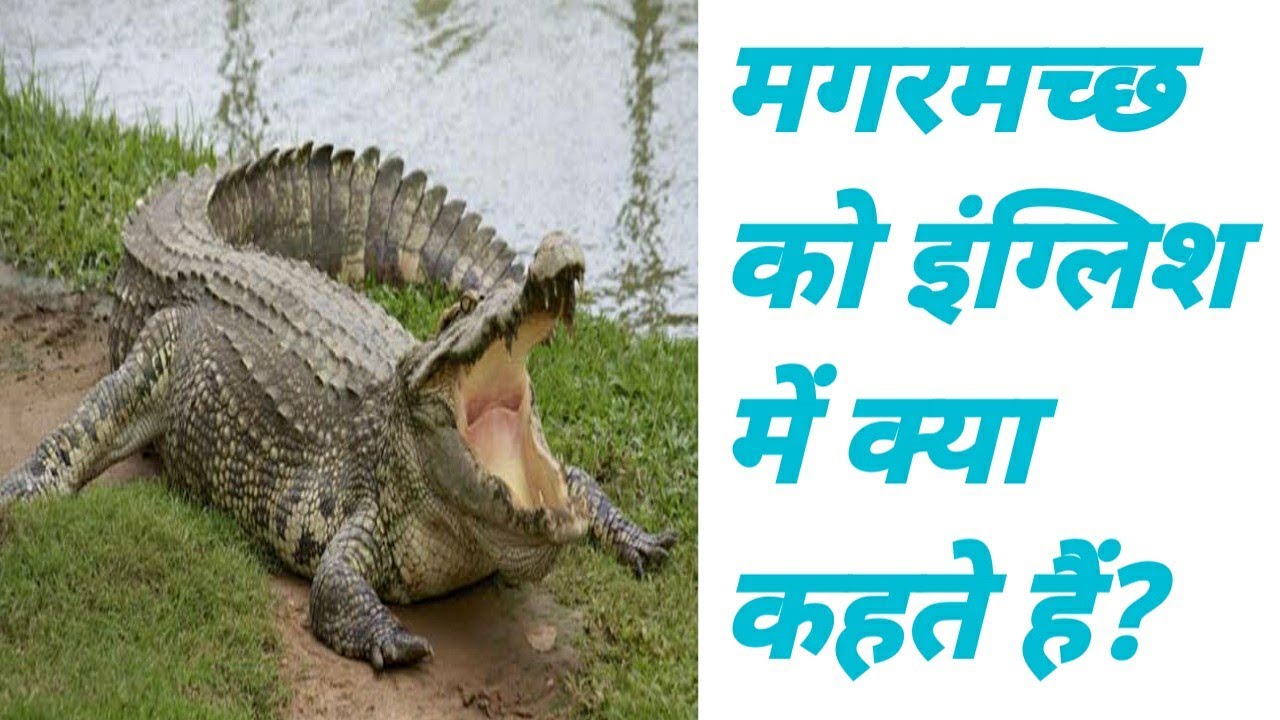 मगरमच्छ को इंग्लिश में क्या कहते हैं | magarmach ko english mein kya ...