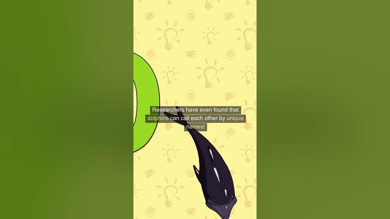 The Secret Language of Dolphins You Never Knew About - YouTube