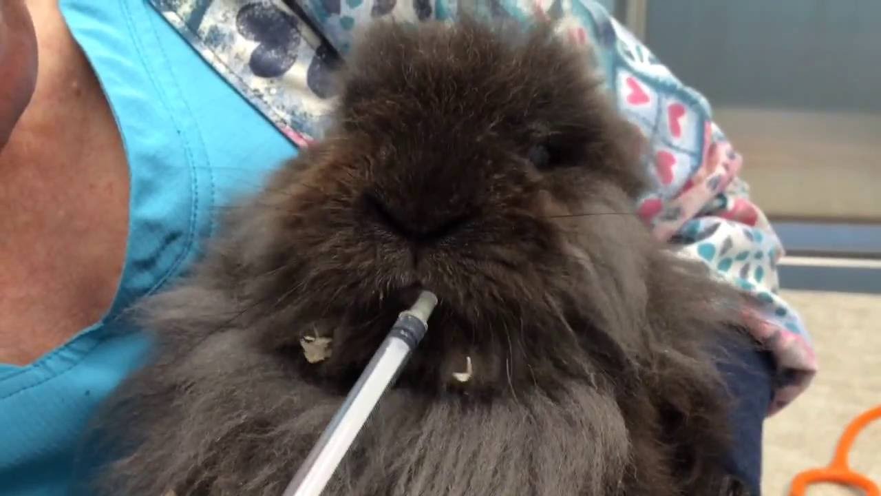 A Lion Like Rabbit Presented With Diarrhea Secondary To Fungal ...