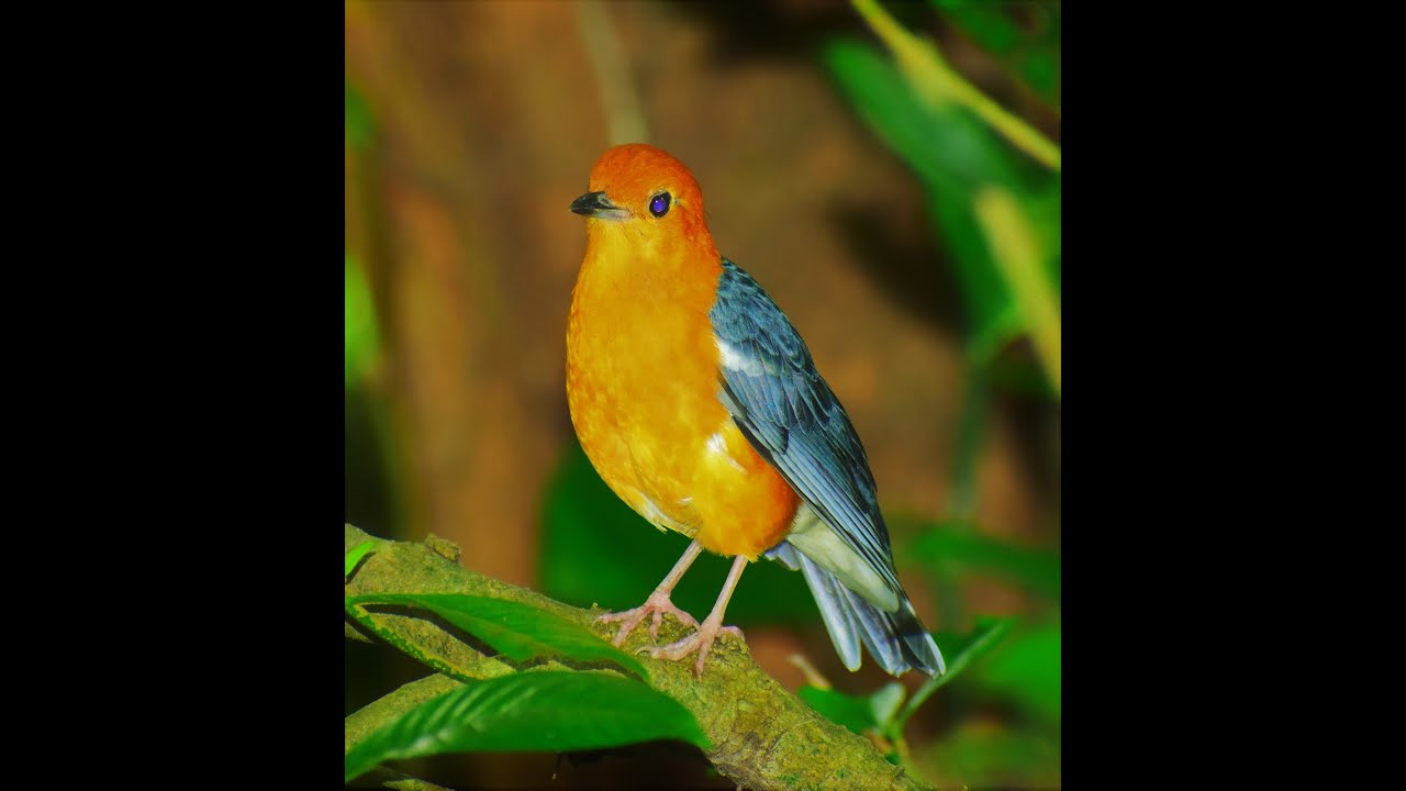 Birds around/Birds around us/Birds around my house/Birds around me ...
