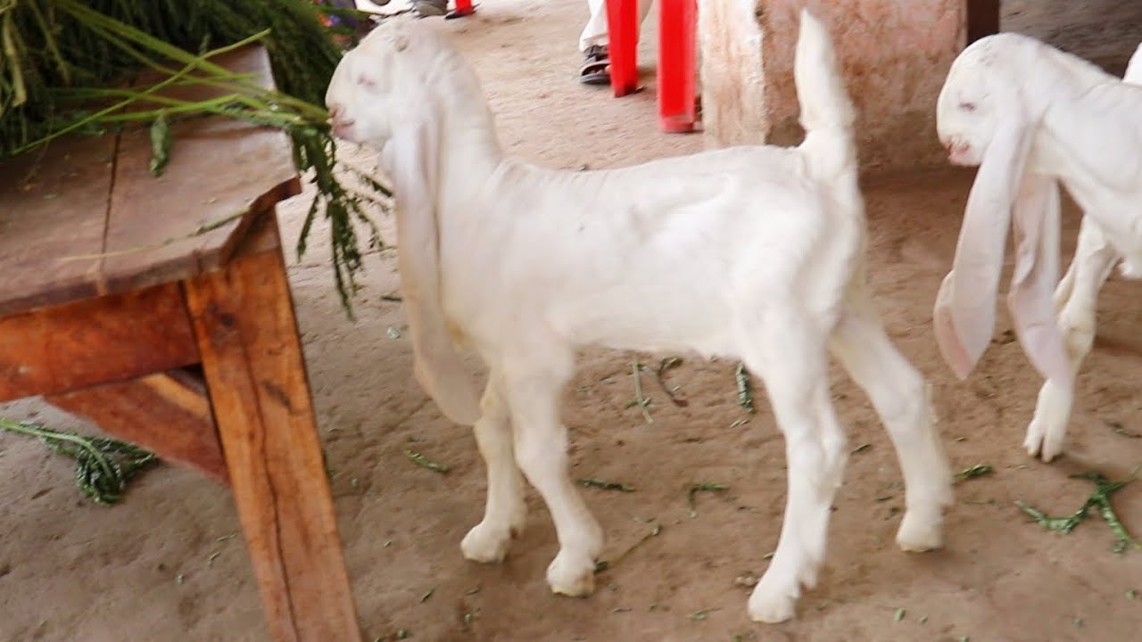 Beautiful Gulabi Goat's kid's .... Ghullam Hyder Jhinghi Goat Farm ...