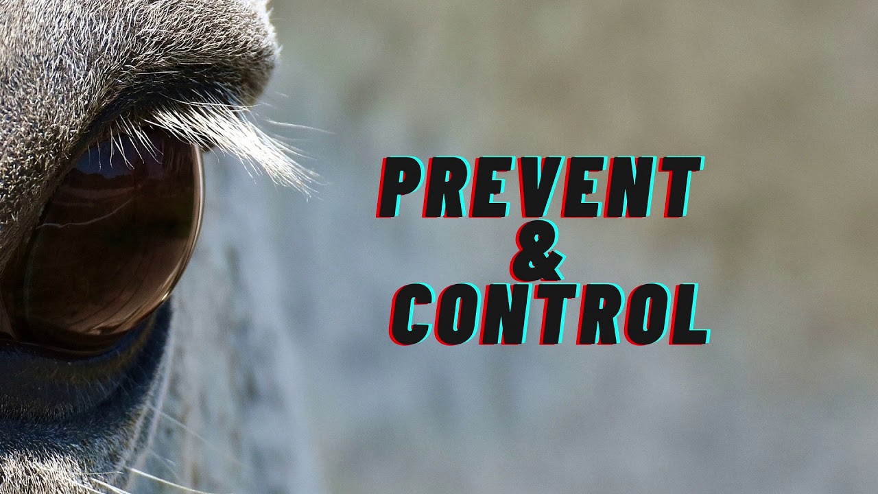 EQUINE ANTHRAX - YouTube