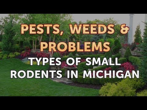 Types of Small Rodents in Michigan - YouTube