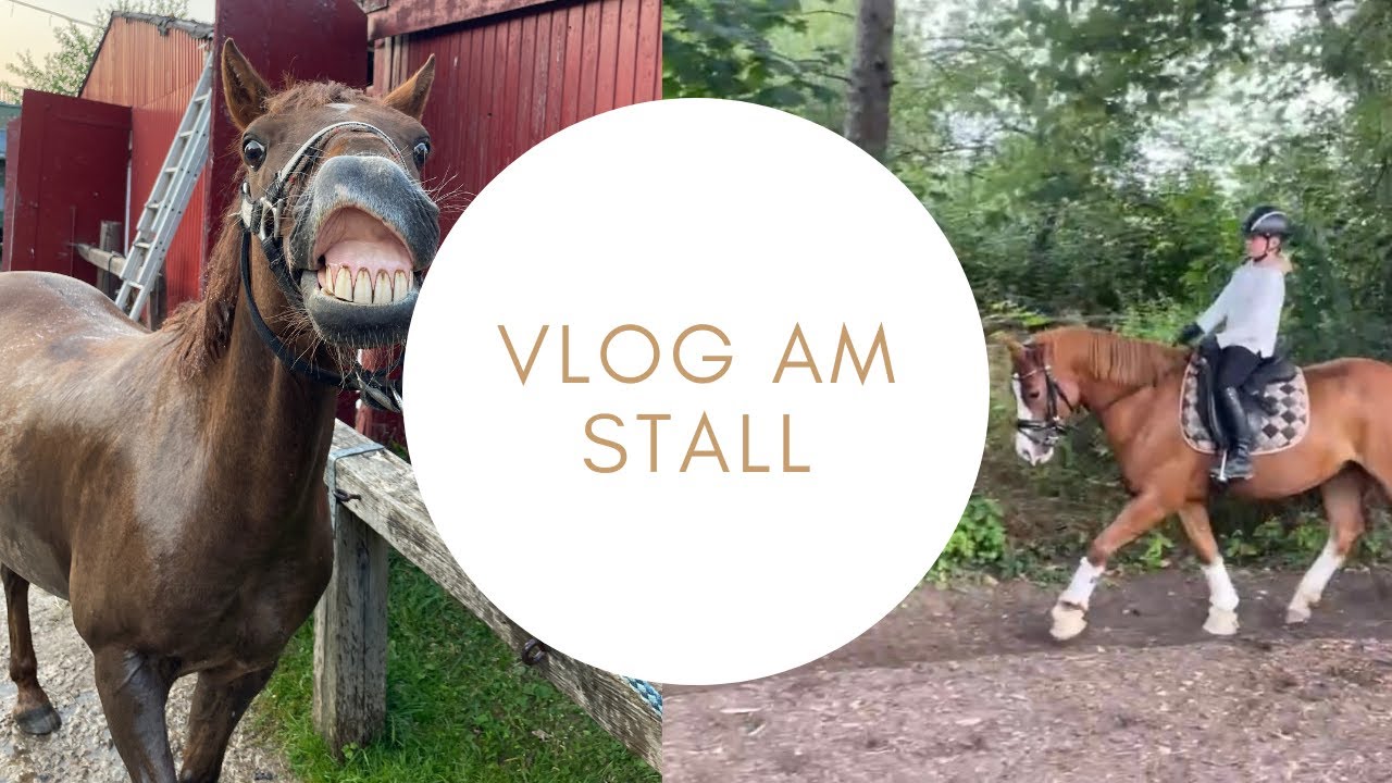 Vlog am Stall I Endlich wieder Kleini reiten I Ausritt I drei Ponys ...