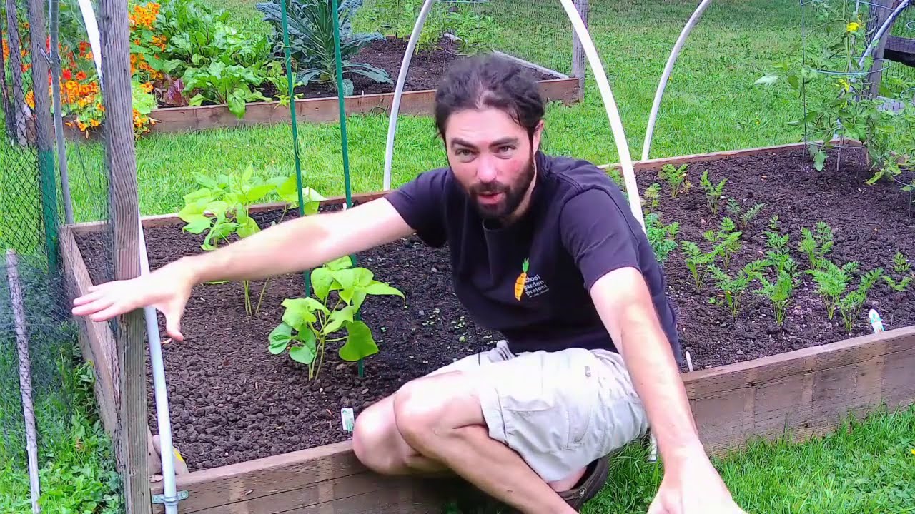 Pole Beans and Plants With Tendrils - YouTube