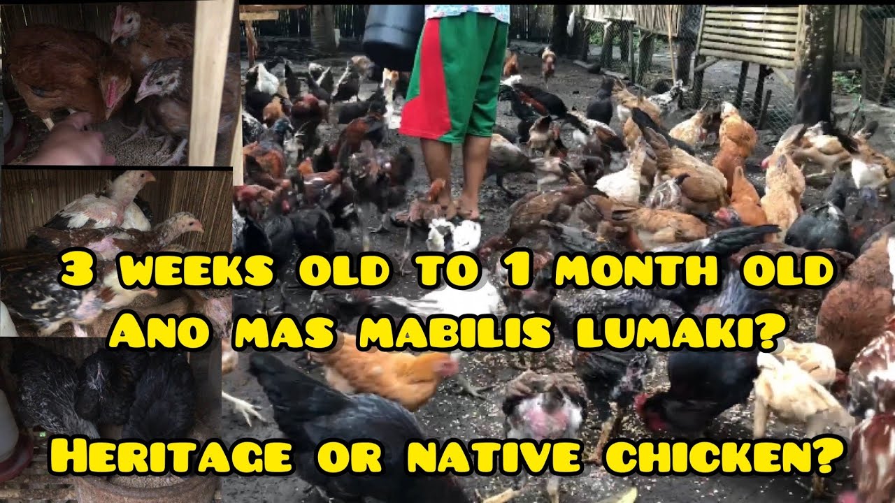 FROM 3 WEEKS OLD TO 1 MONTH OLD NATIVE CHICKEN AT HERITAGE CHICKEN, ANO ...