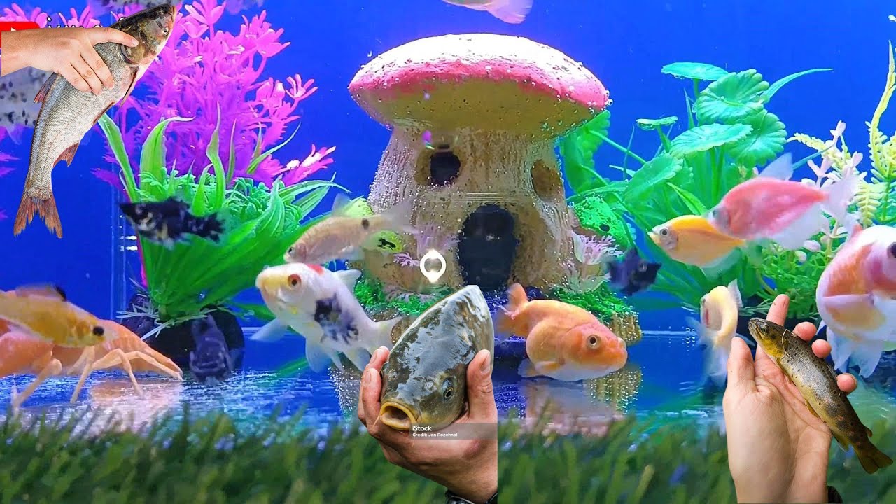 Collection of Cute Animals,molly fish,glofish,goldfish,turtle,koi fish ...