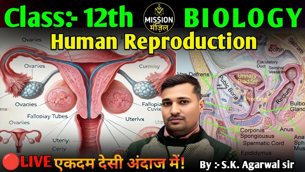 CLASS 12th BIOLOGY HUMAN REPRODUCTION SYSTEM by S.K Agarwal Sir अब ...
