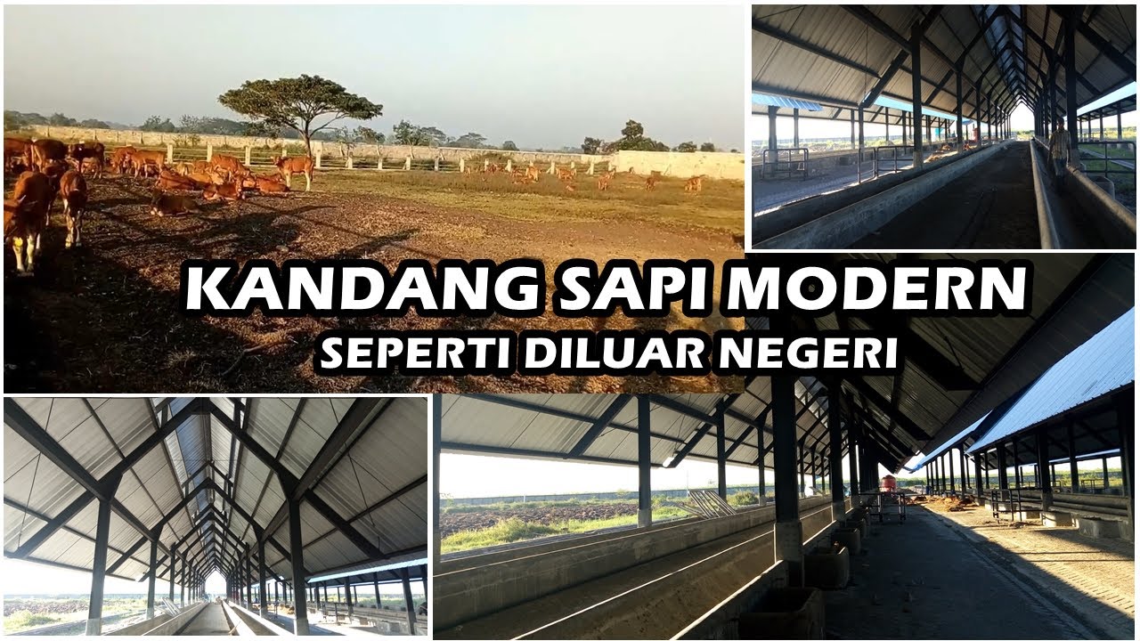 KANDANG SAPI MODERN - YouTube