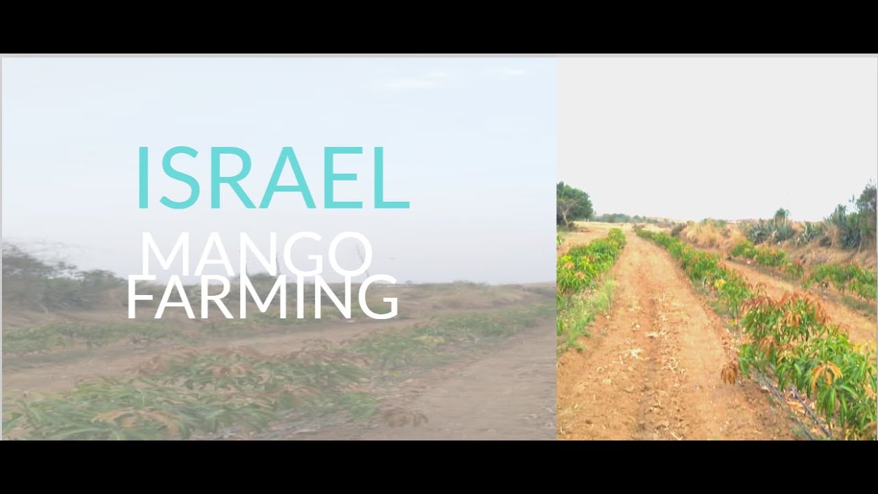 Israel mango farming (basic info) - YouTube