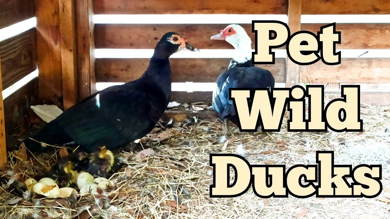 Muscovy Duck Breeding Project - YouTube
