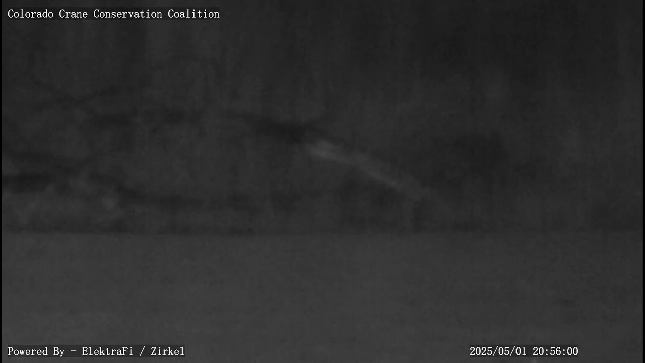Crane Nest Cam 2025-05-01A - YouTube