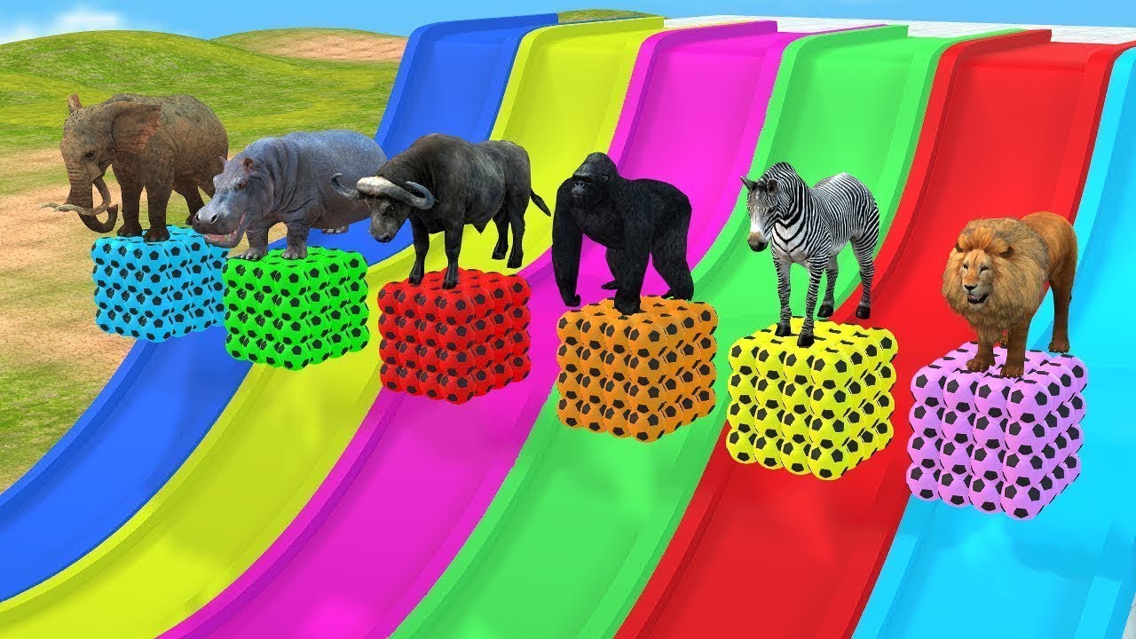 Long Slide Game With Elephant Gorilla Buffalo Hippopotamus Tiger - 3d ...