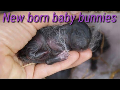 Rabbit giving birth-cute baby bunnies - YouTube