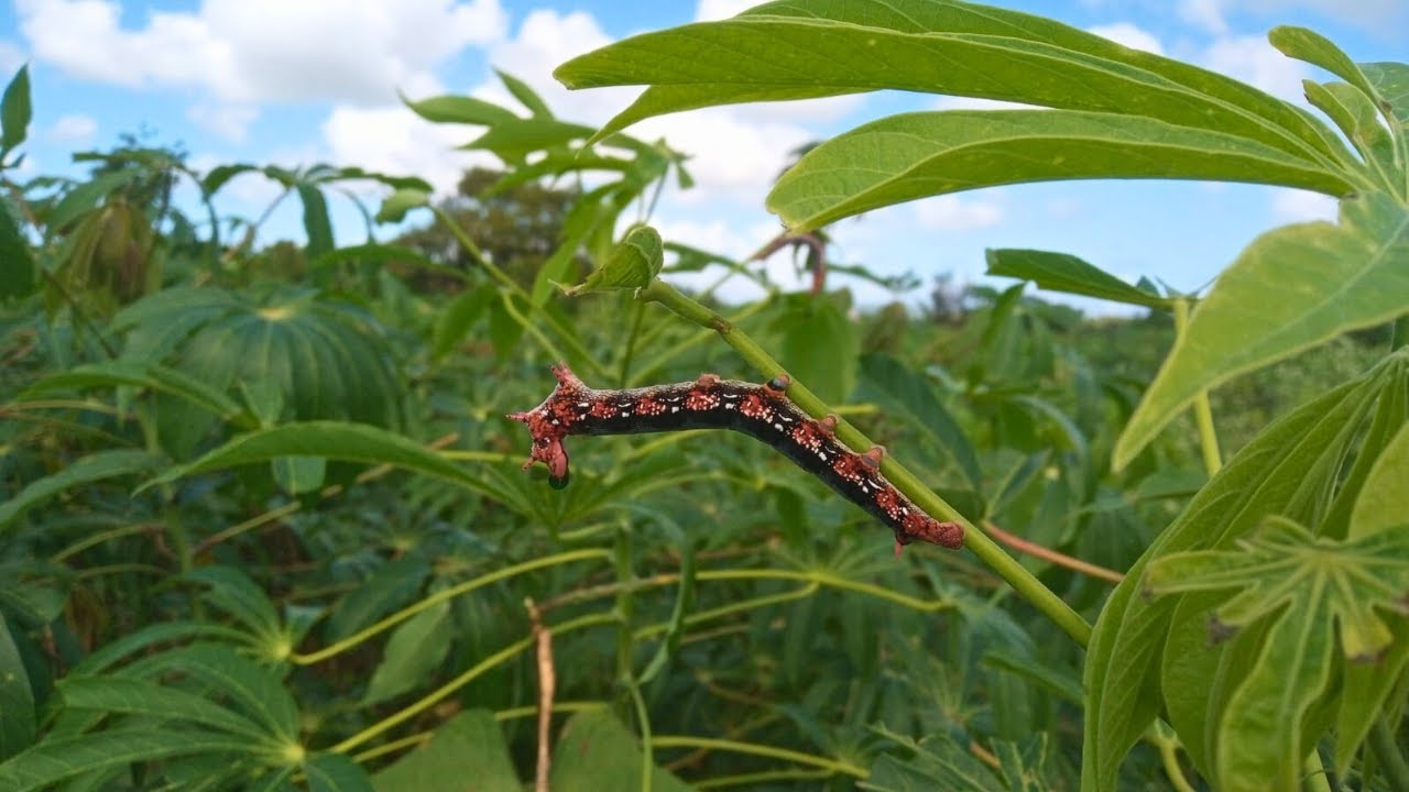 Flota de gusano en Plantación de yuca. - YouTube