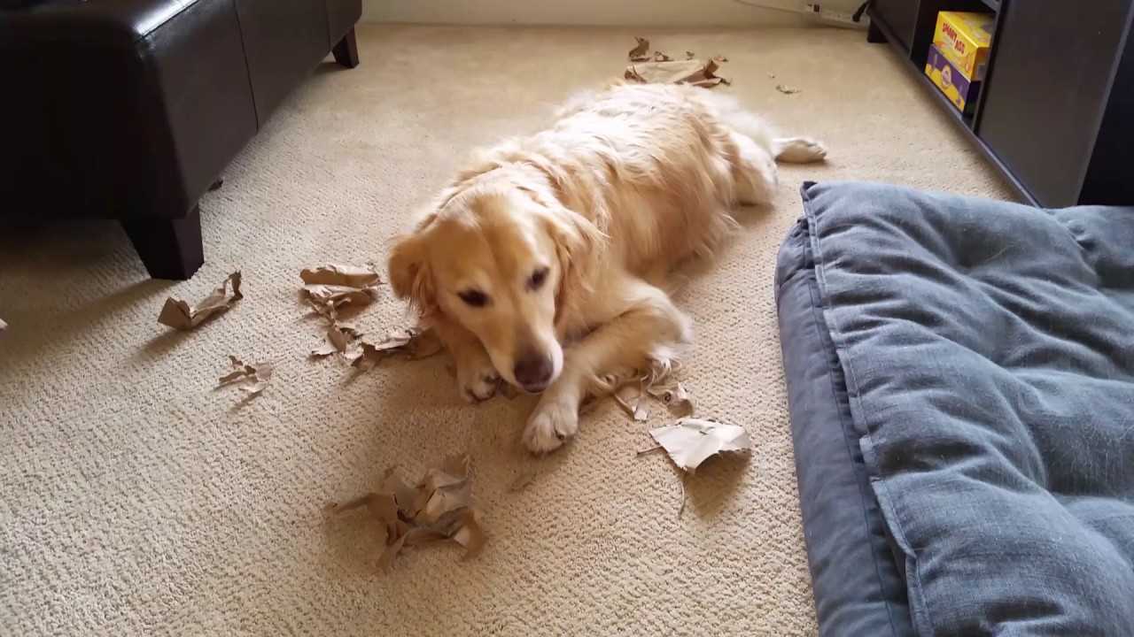Happy Dog Ripping Apart Brown Paper Bag - English Cream Golden ...