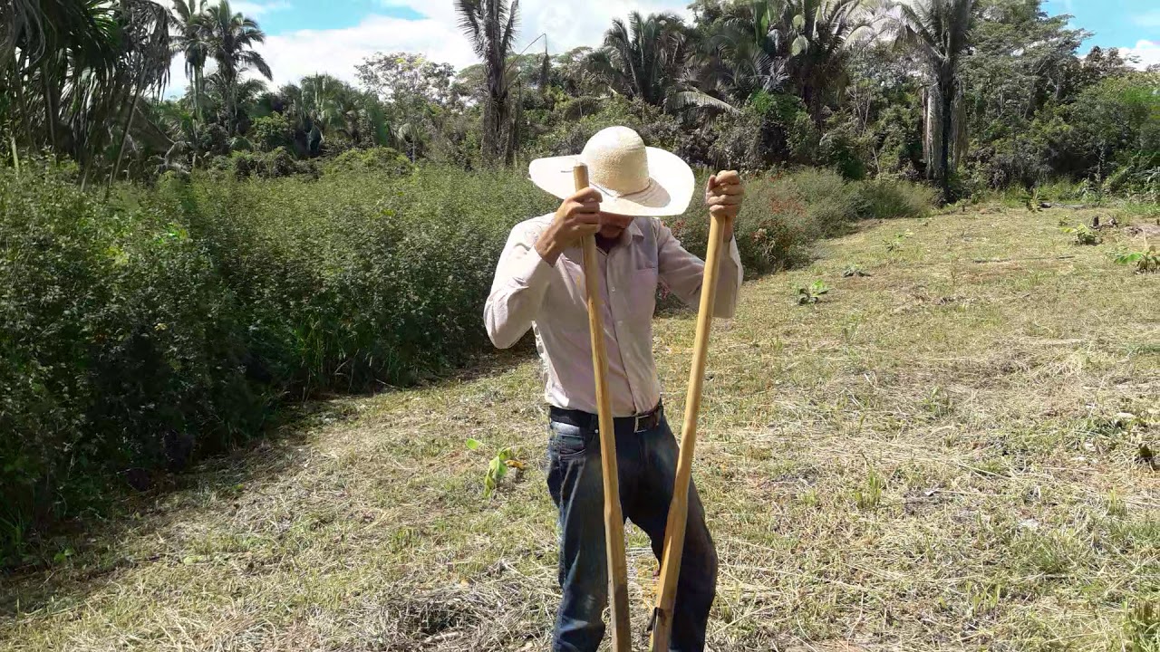 Como plantar açaí. - YouTube