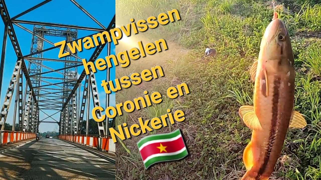 Zwampvis hengelen tussen Coronie en Nickerie. In Suriname vissen - YouTube