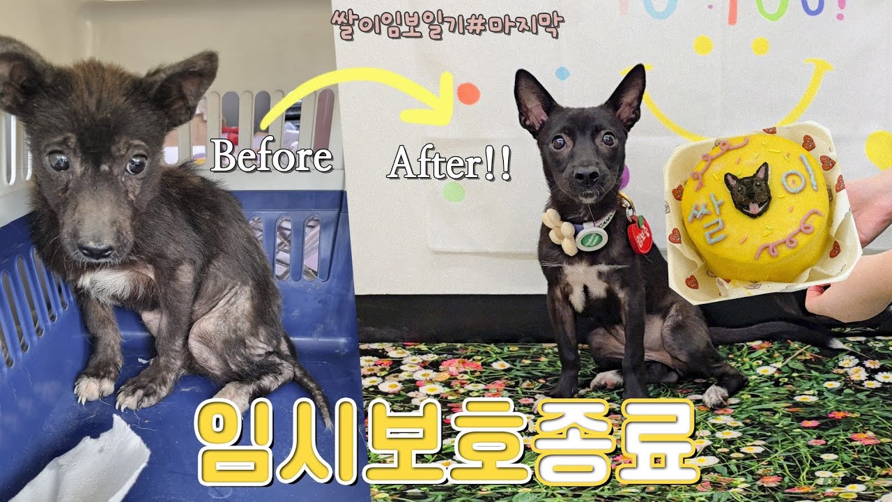 쌀이임보일기 마지막 L 임보종료 강아지케익만들기 반려견동반계곡 강아지코골이 L 1인가구 임시보호 유기견임보 유기견 유기견