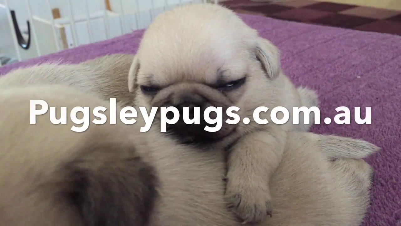 Pug cross Tibetan Spaniel Pups - YouTube