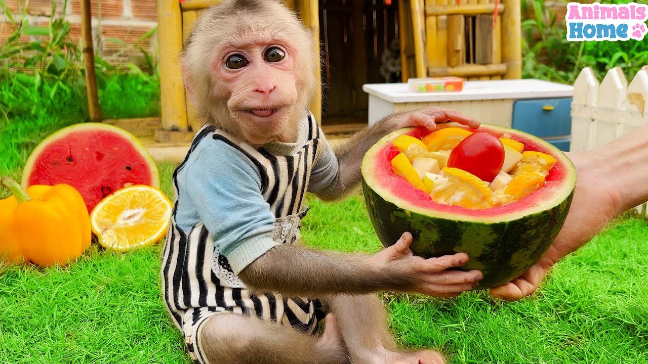 Baby monkey Obi harvests watermelons for breakfast - YouTube