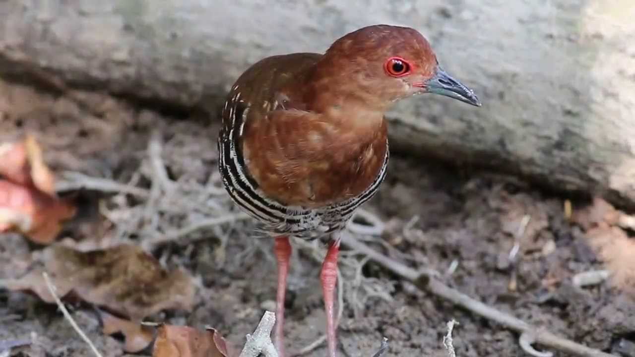 Red Legged Crake - YouTube