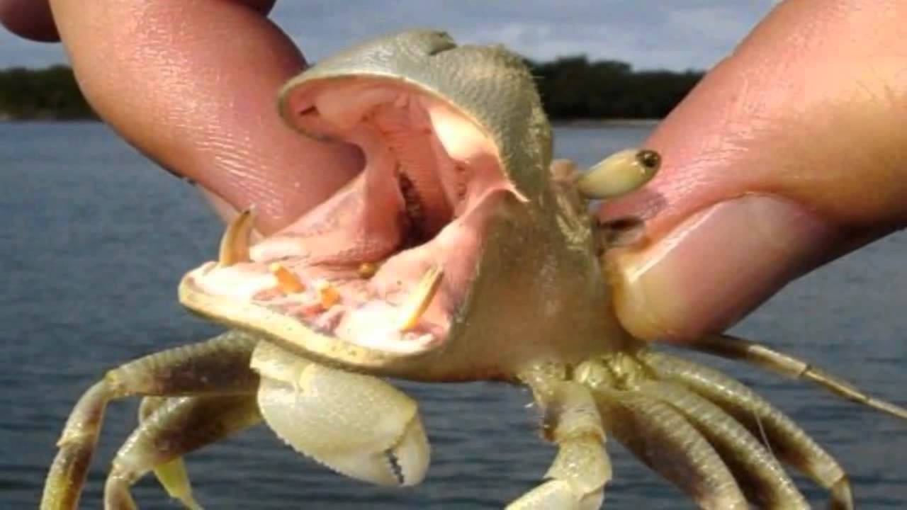 Top most amazing and astonishing animals | astonishing animals in the ...