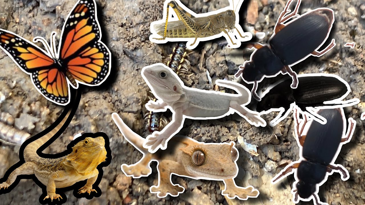 Hunting insects,Lizards,Millipedes,Bugs,Beetles Snail#insects #animal # ...