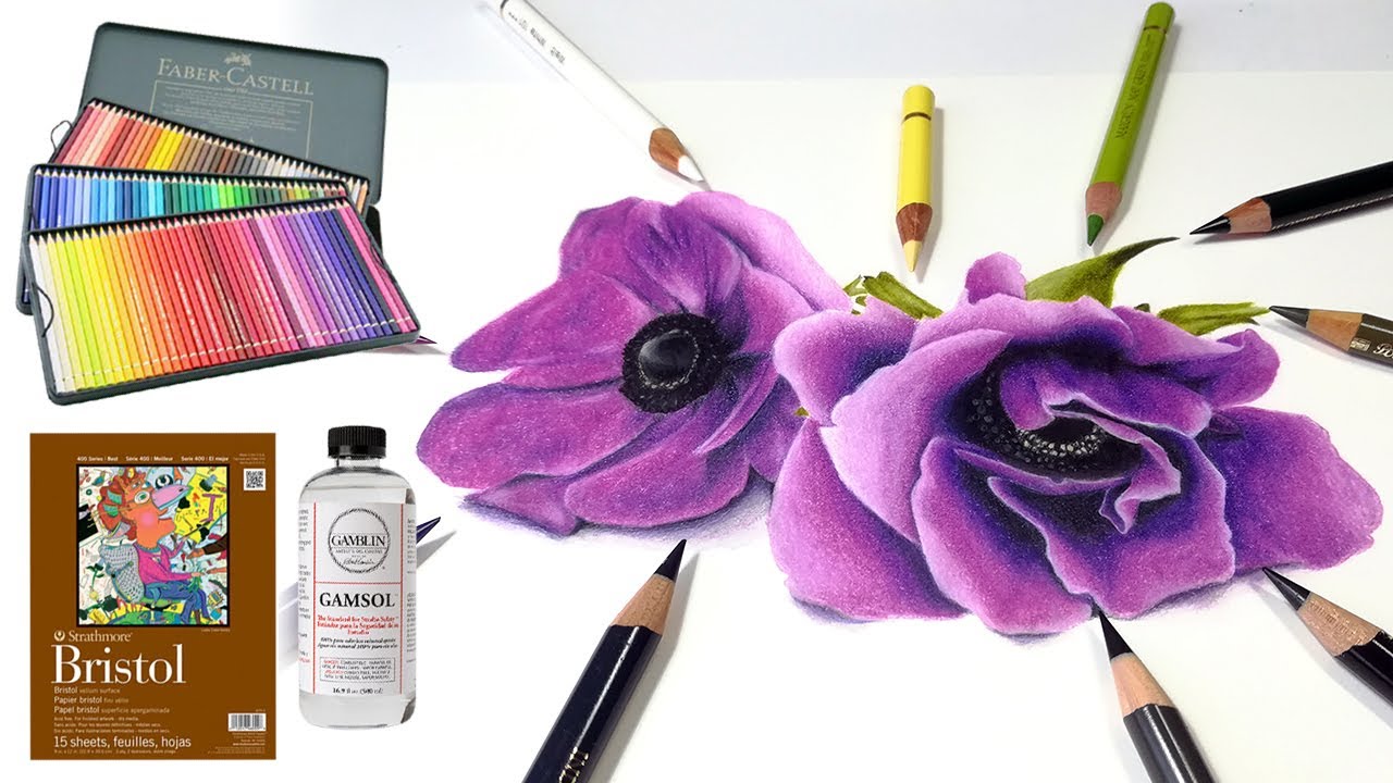 Polychromos and oms botanical drawing: Colored pencil anemone drawing ...